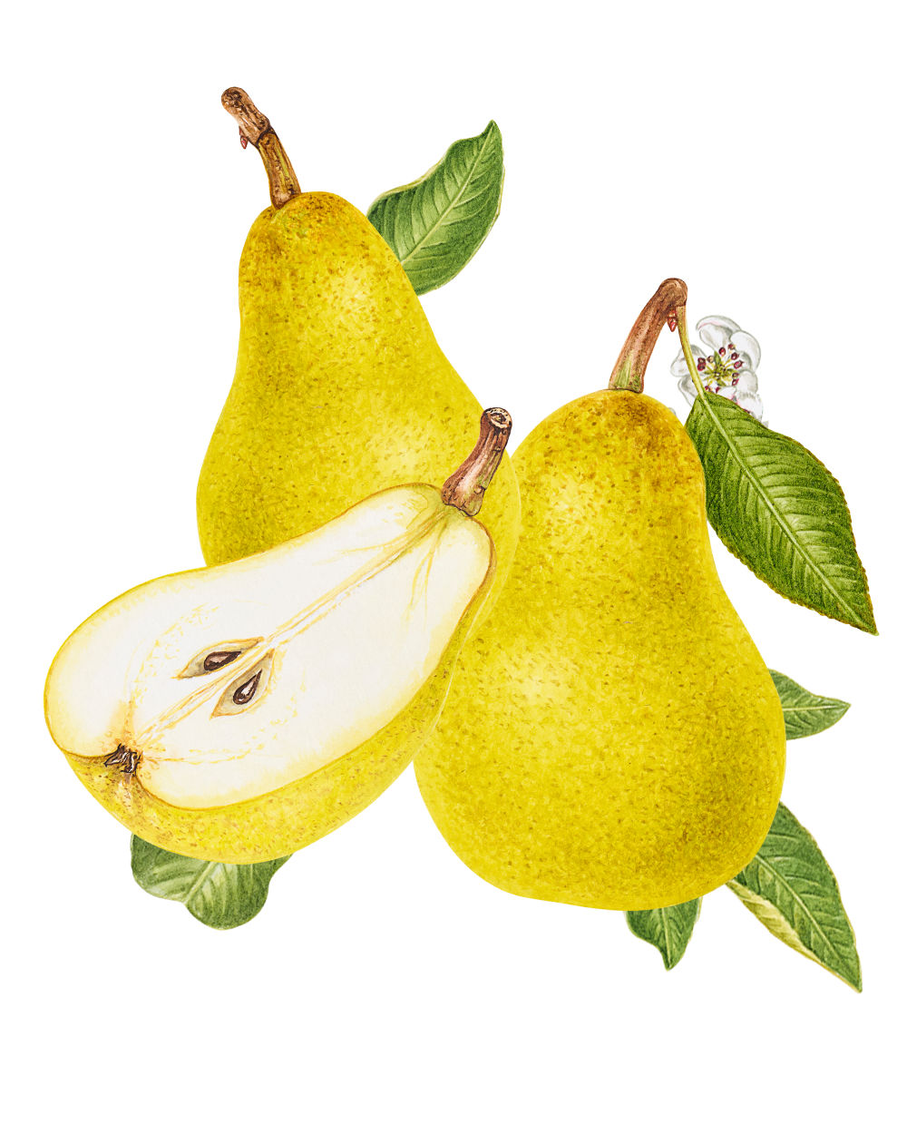 Wyld Pear Gummies | 20mg CBD & 10mg CBG | WYLD CBD