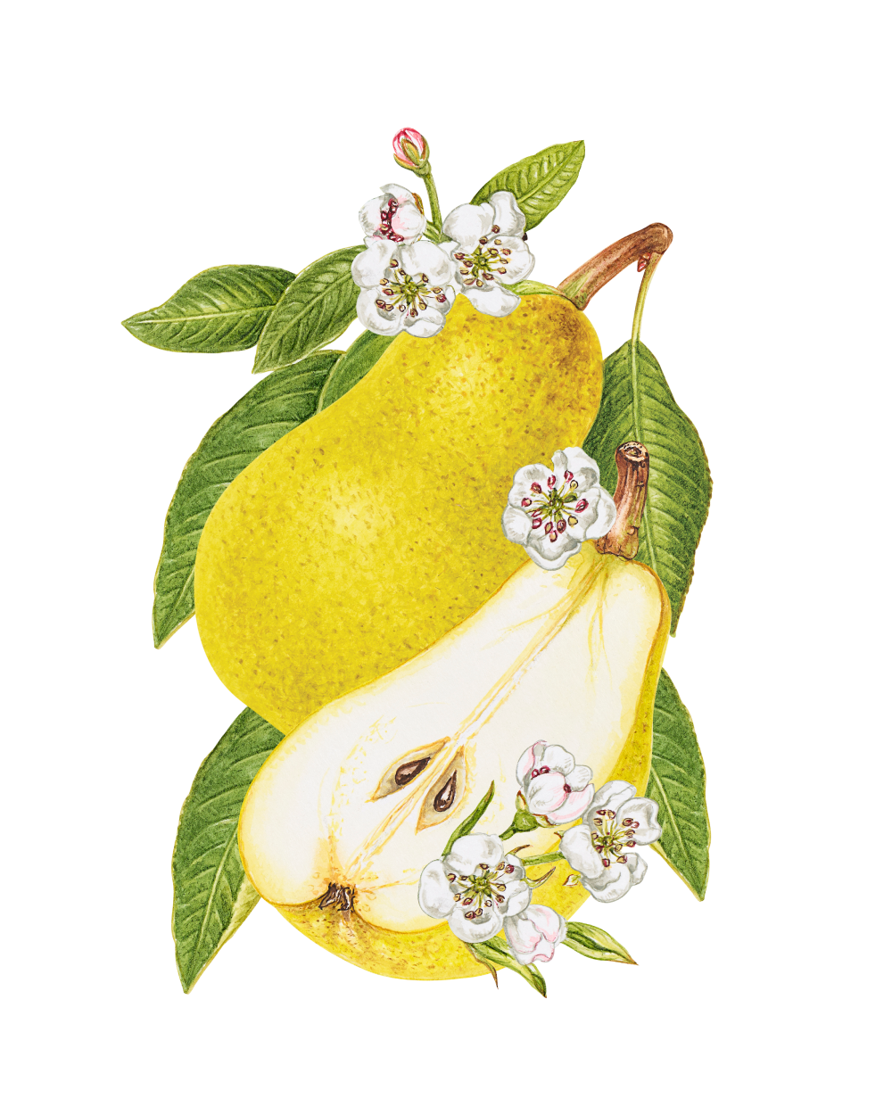 Wyld Pear Gummies | 20mg CBD & 10mg CBG | WYLD CBD